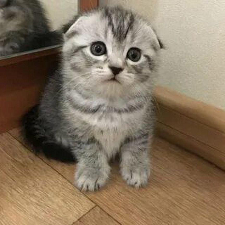Шотландские котята