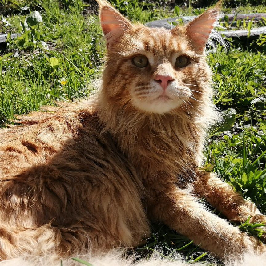 Мейн-кун котёнок