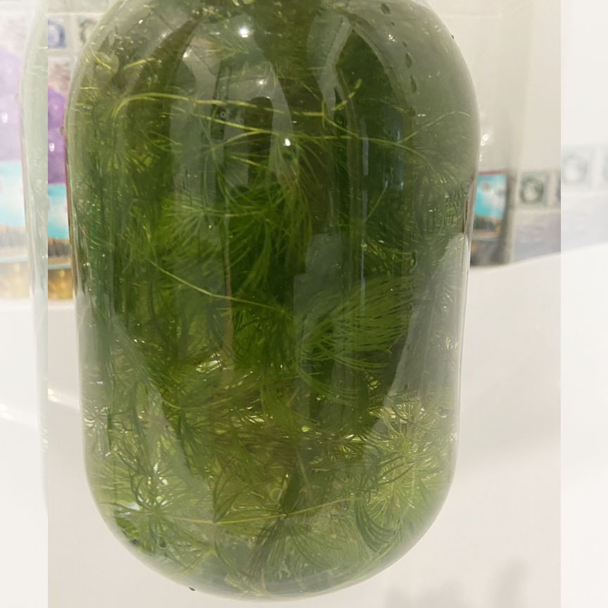 Роголистник, Валлиснерия, Пистия