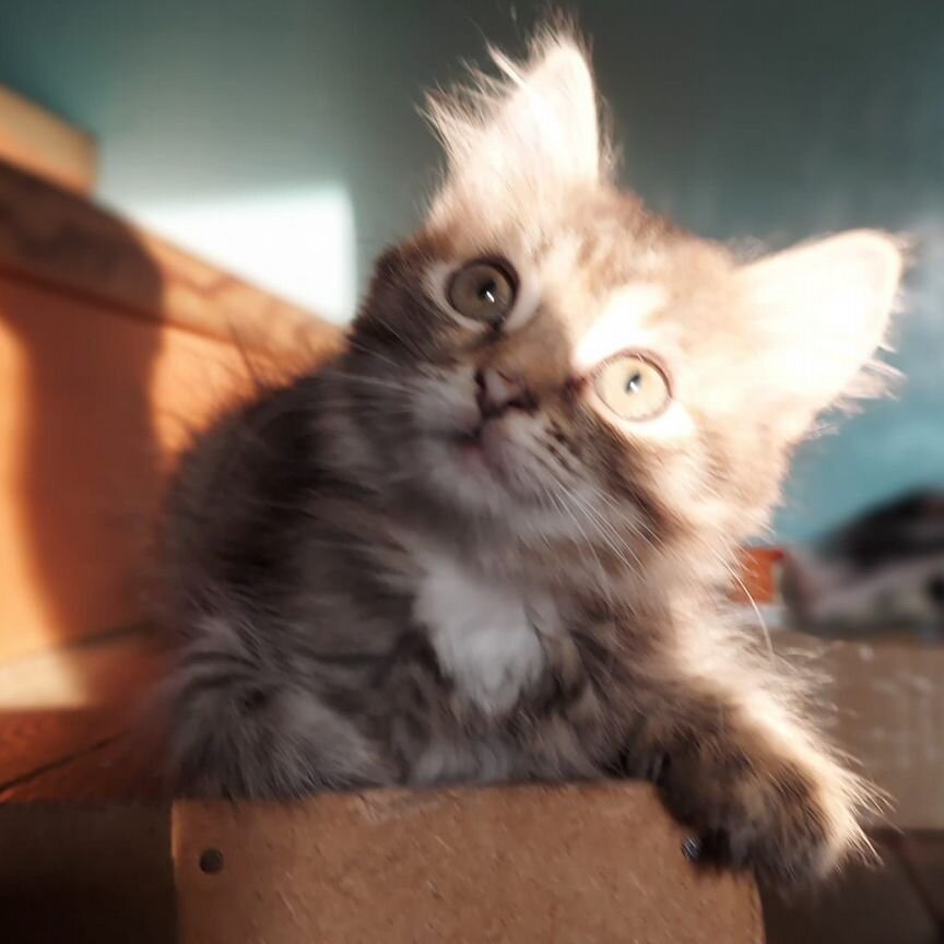 Котёнок от мышеловки