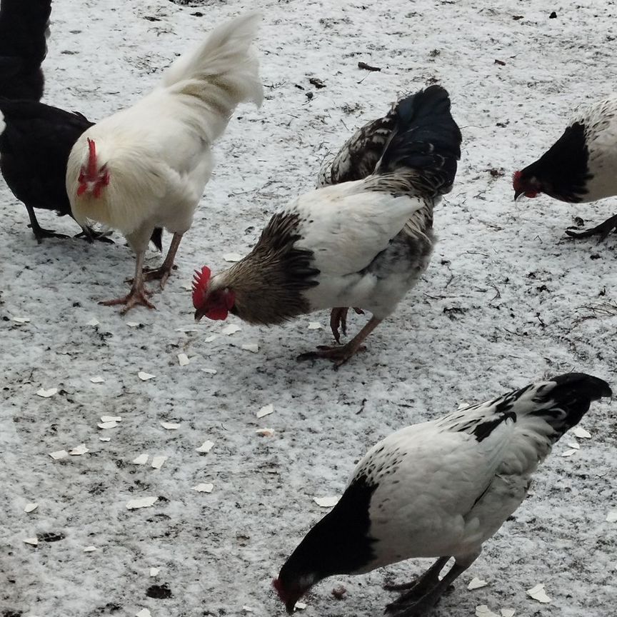 Куры молодки