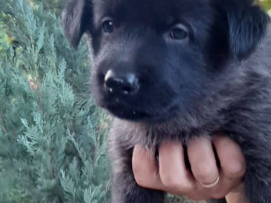 Немецкая прямостойкая овчарка