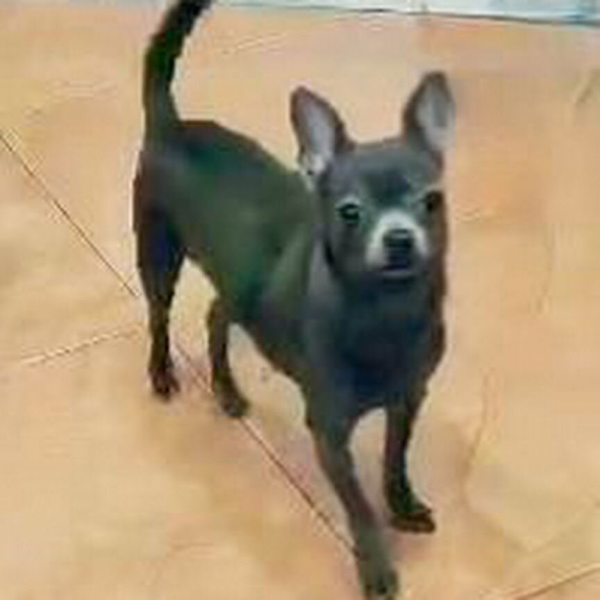 Голубая взрослая девочка