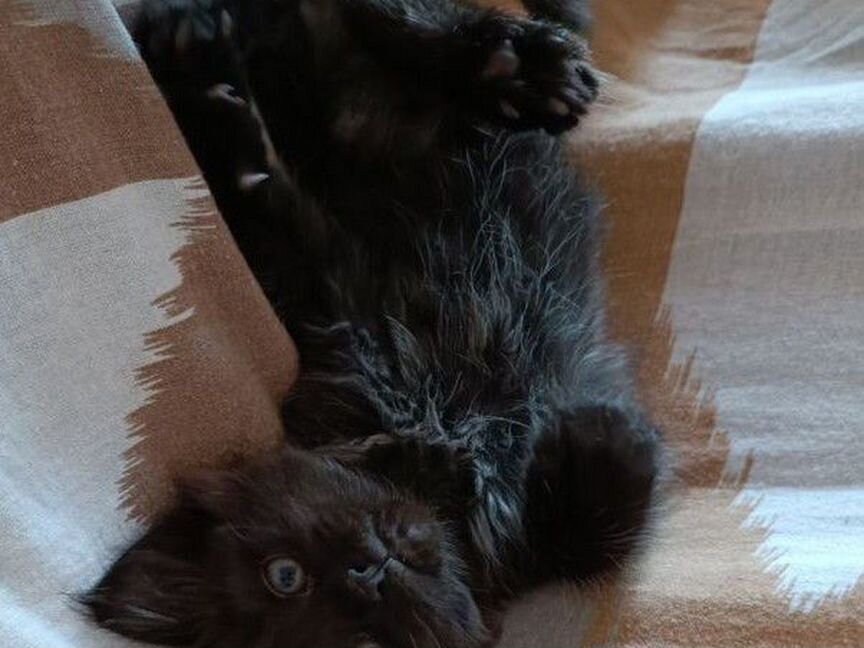 Котята мейн-кун