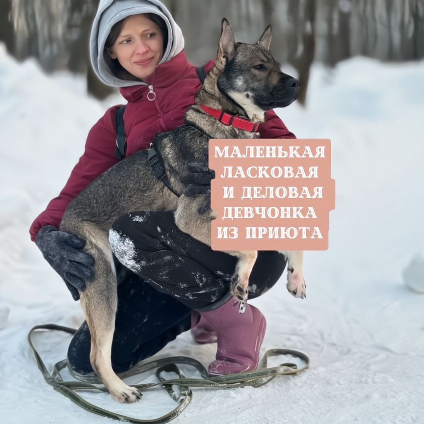 Взрослая собака в добрые руки