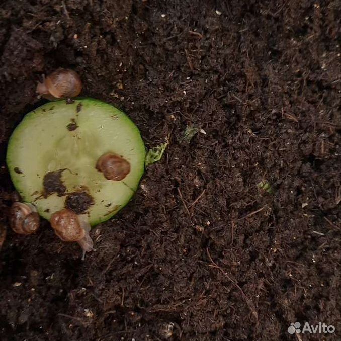 Улиточки ахатины