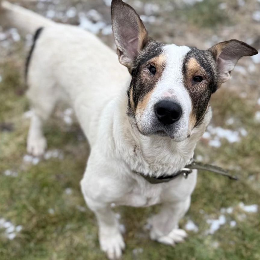 Взрослая собака в добрые руки