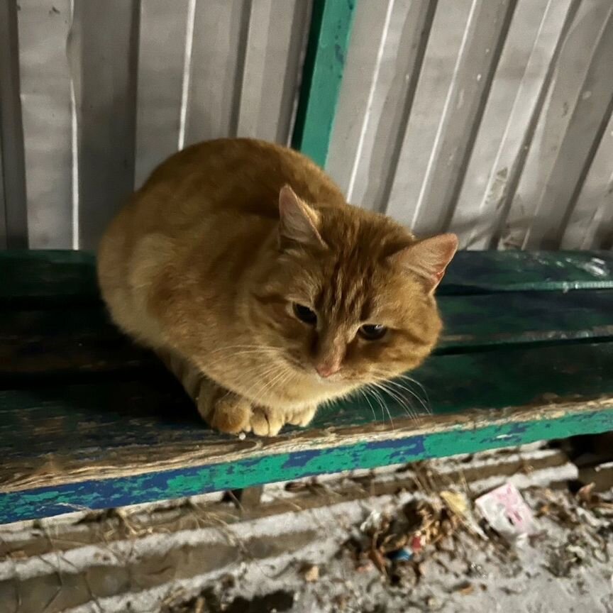 Добрый ласковый рыжик ищет дом