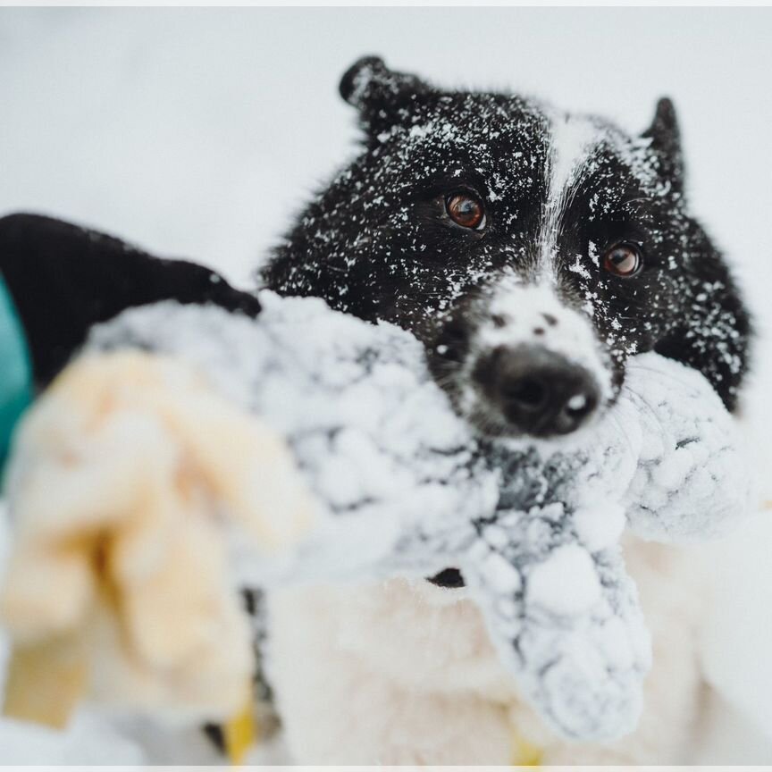 Взрослый пёс в добрые руки