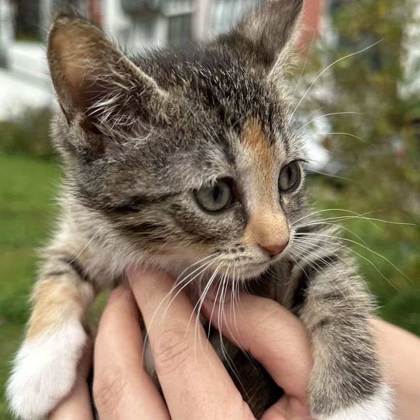 Котенок, кошка