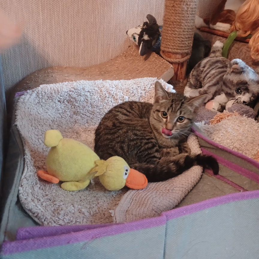 Нюша, скромная котенок-девочка)