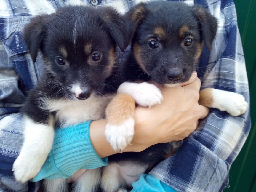 Очень хорошие щенки