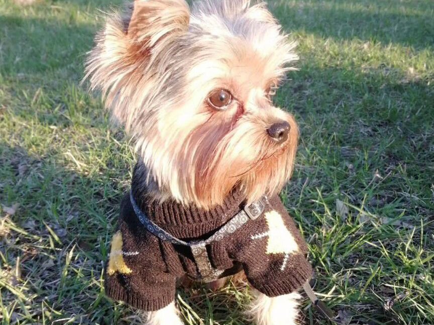 Вязка. Йоркширский терьер