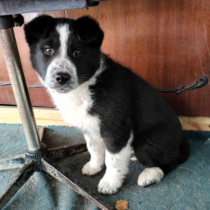 Щенок в добрые руки