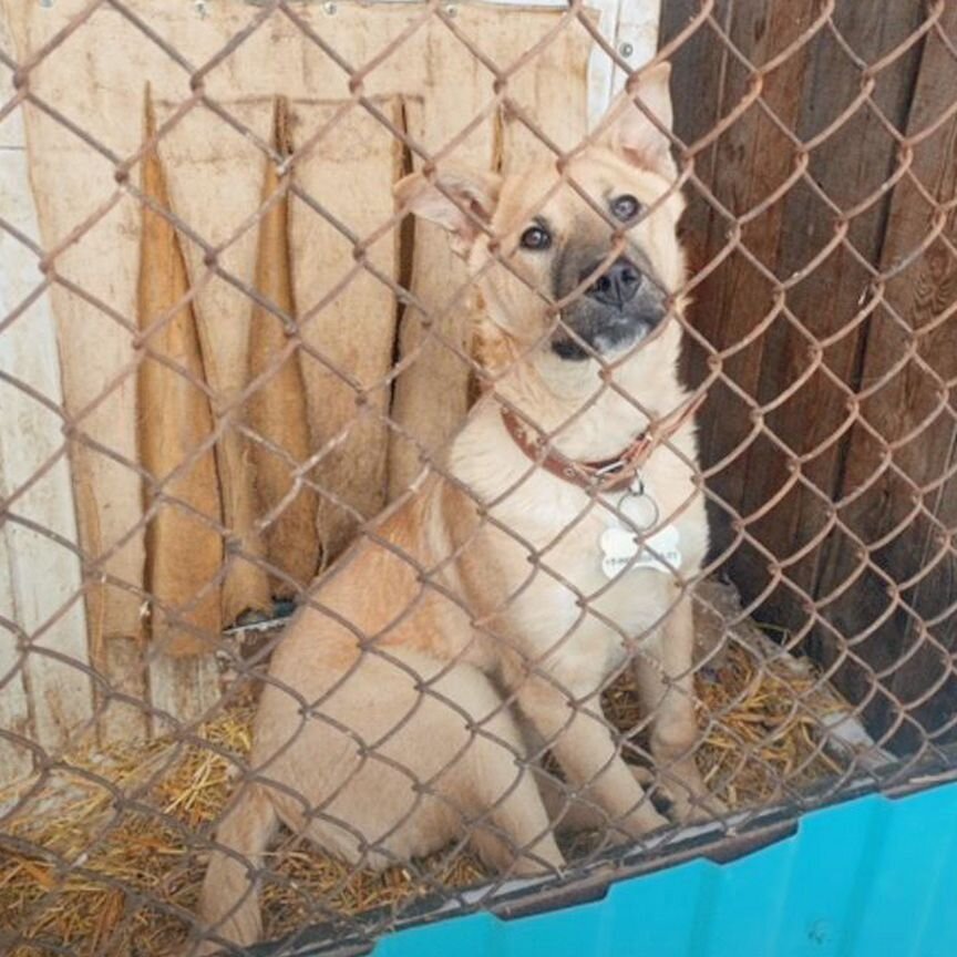 Байкал ищет дом