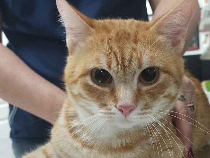Рыжий кот