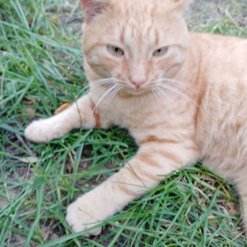 Кот рыжий, стерилизованный