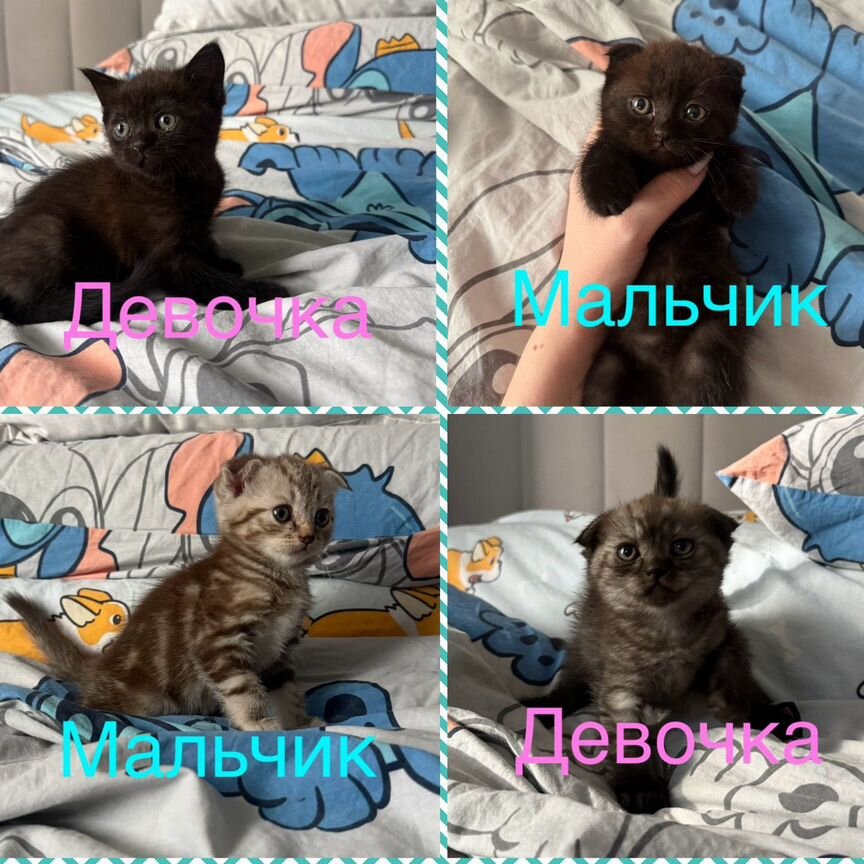 Шотландский вислоухий короткошёрстный котёнок