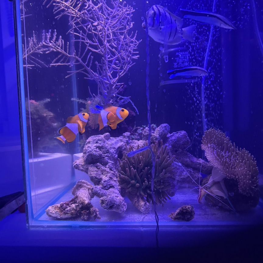 Рыбки в морской аквариум