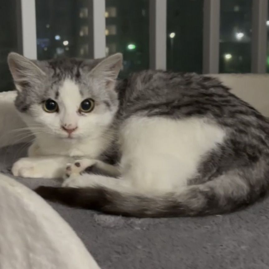 Котенок 4 месяца в добрые руки