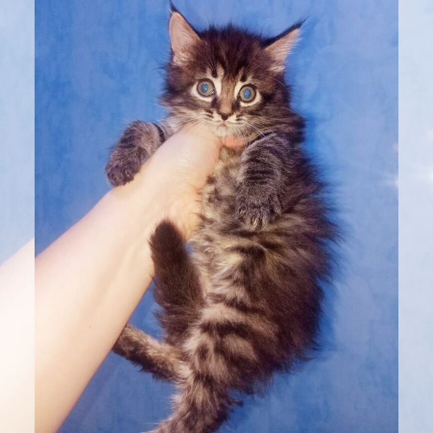 Мейн-кун кошечка