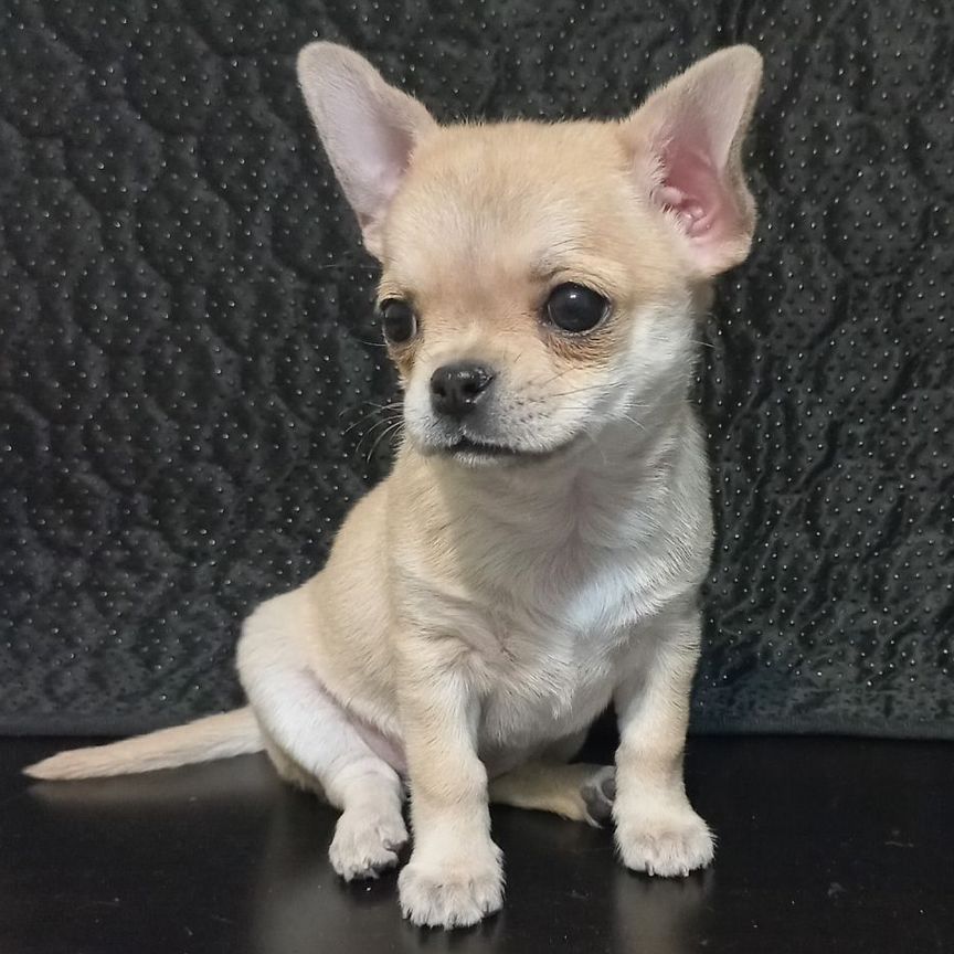 Щенки чихуахуа