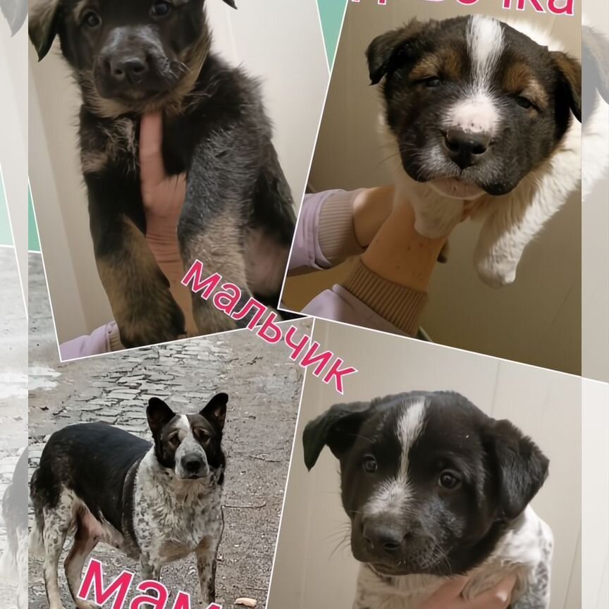 Щенок в добрые руки