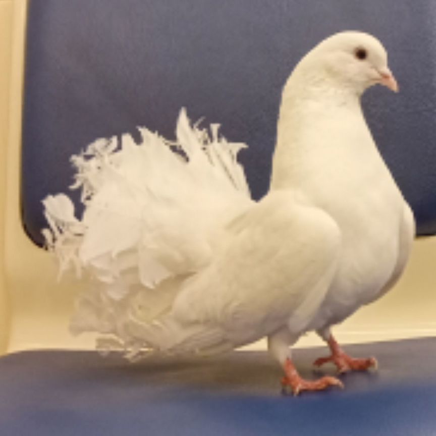 Голубь павлин белый