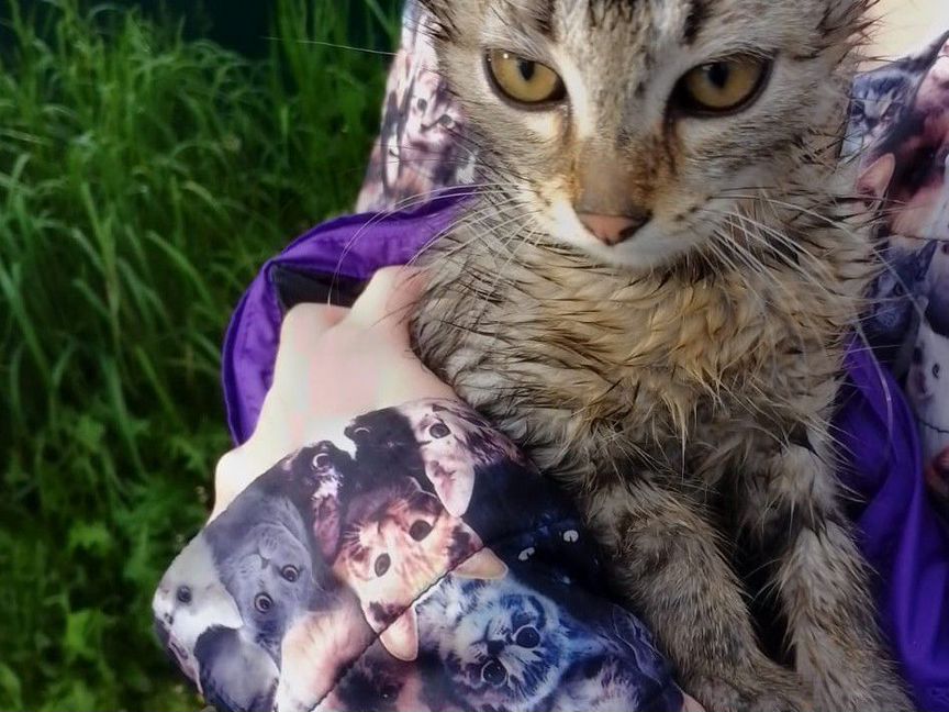 Кот