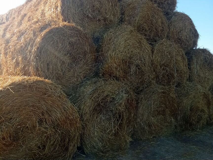 Солома овсяная. Сено урожай 2023 года