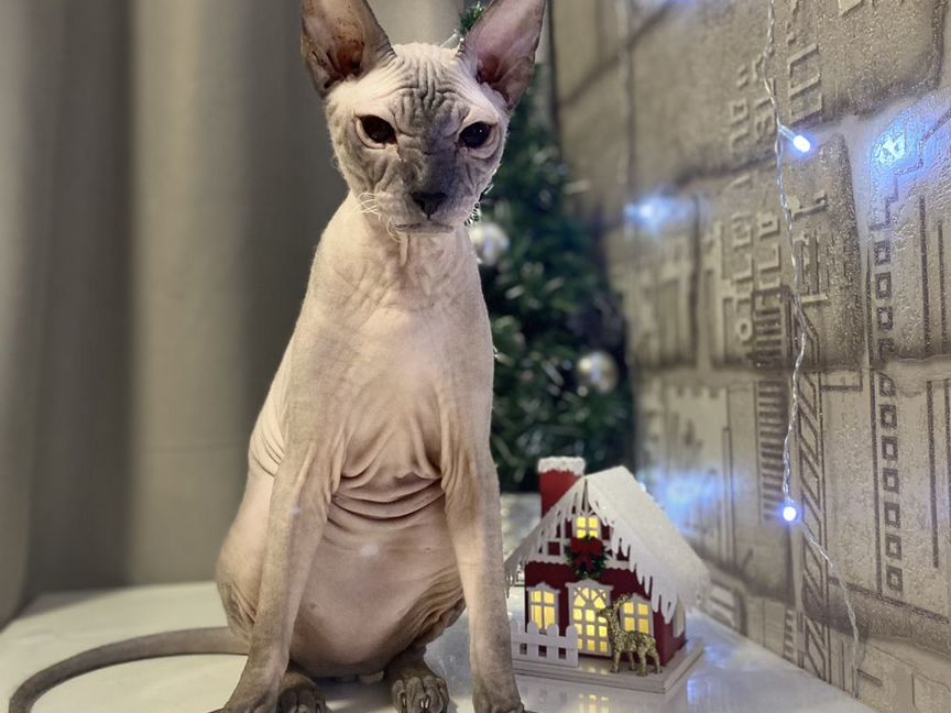 Отдам котенка породы сфинкс