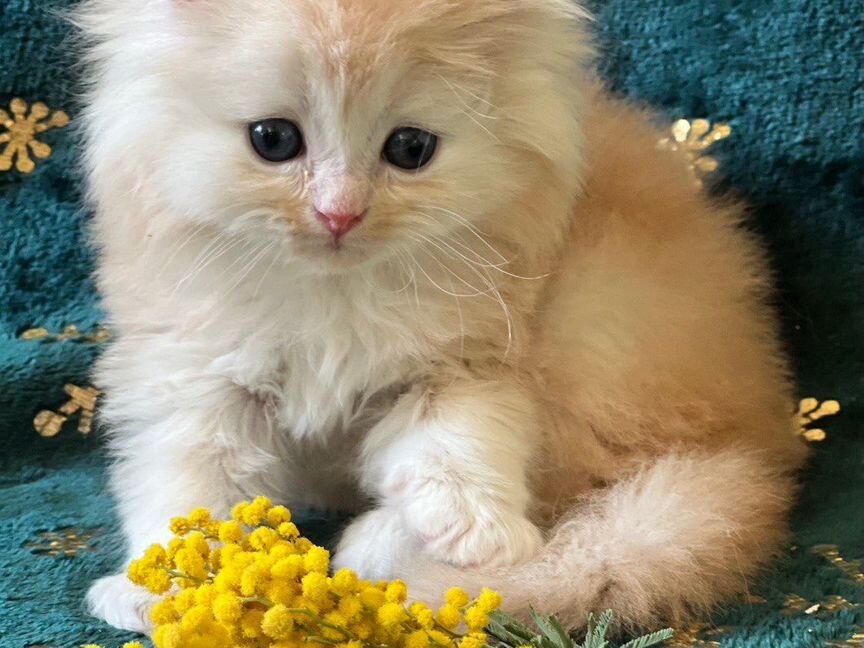 Шотландские котята