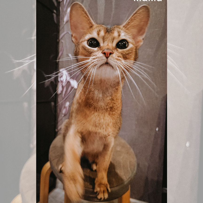 Абиссинские котята в Американском типе