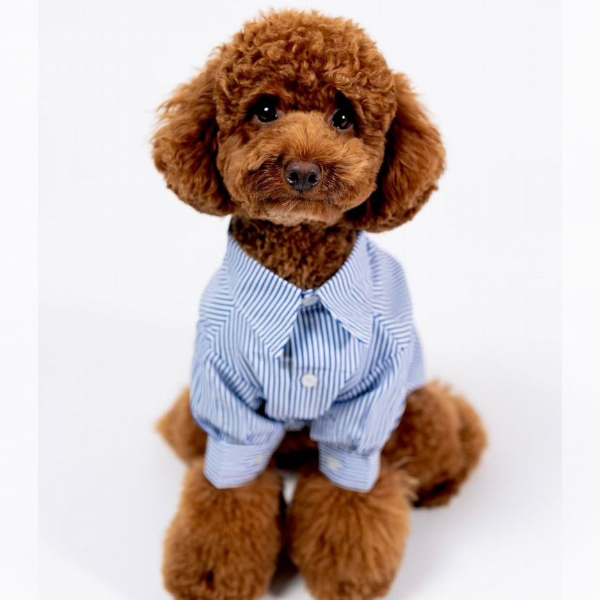 Той-пудель, щенок