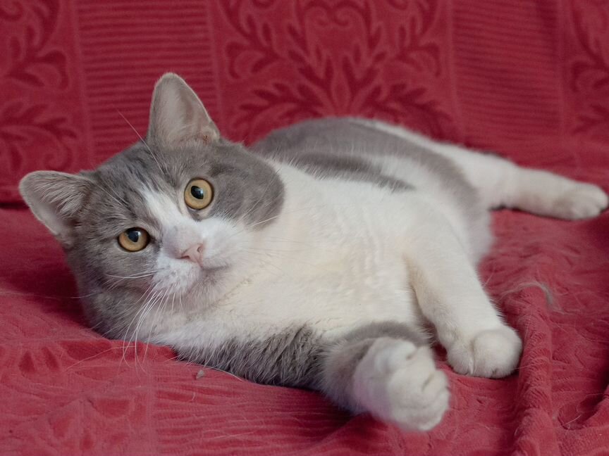 Кот в добрые руки
