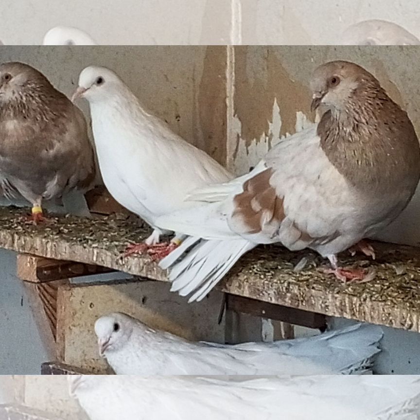 Николаевские голуби