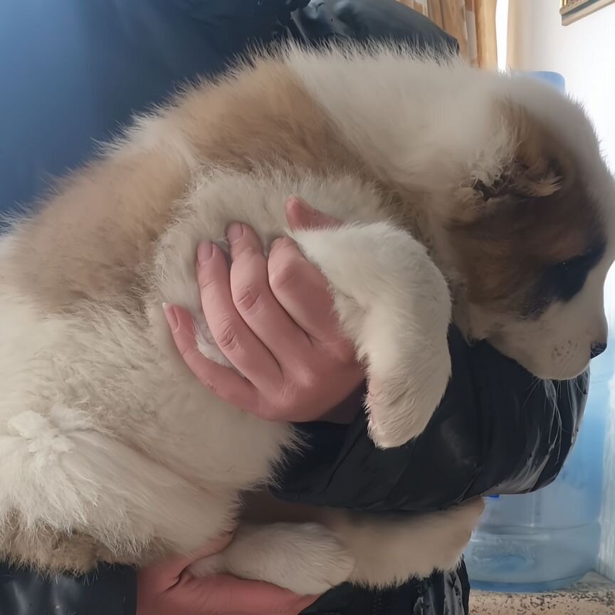 Среднеазиатская овчарка, щенок