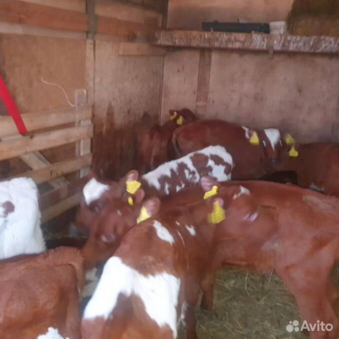 Телята бычки тёлки доставка бесплатная