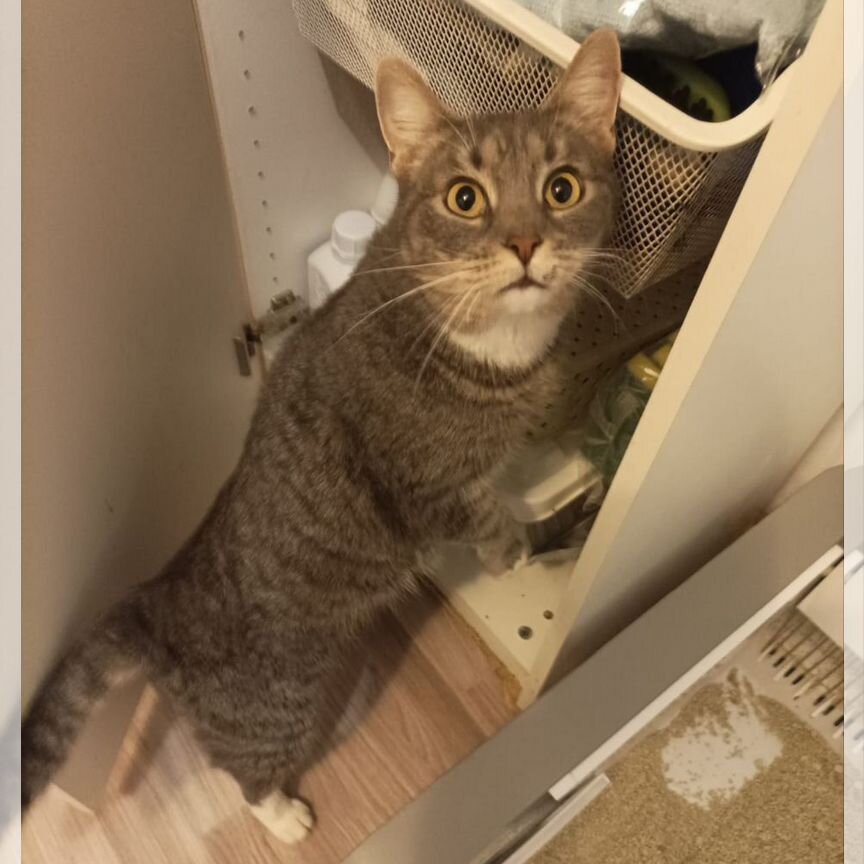Кошки