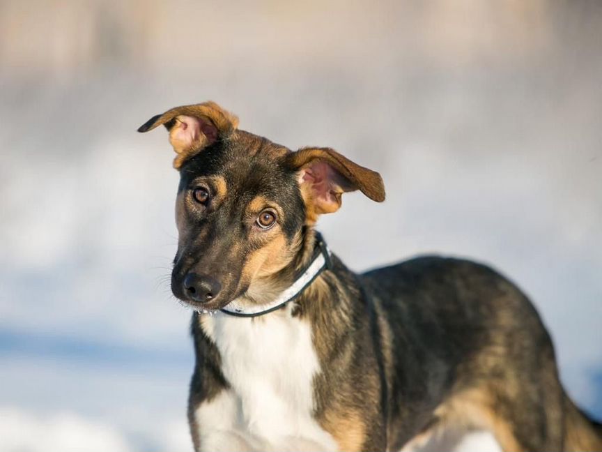Собака в добрые руки отдам бесплатно
