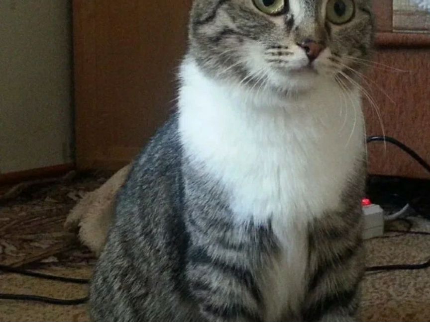 Котик ищет дом