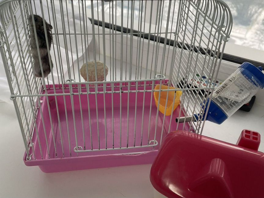 Клетка для джунгарского хомяка