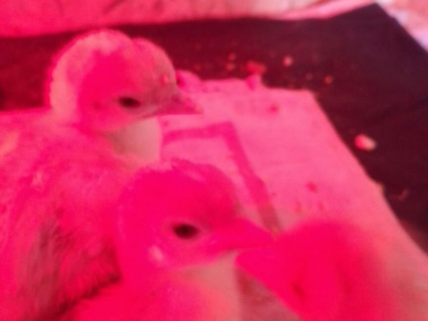 Индюша Хайбрид, Биг -6