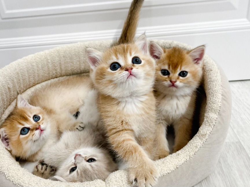 Британские котята шиншилла
