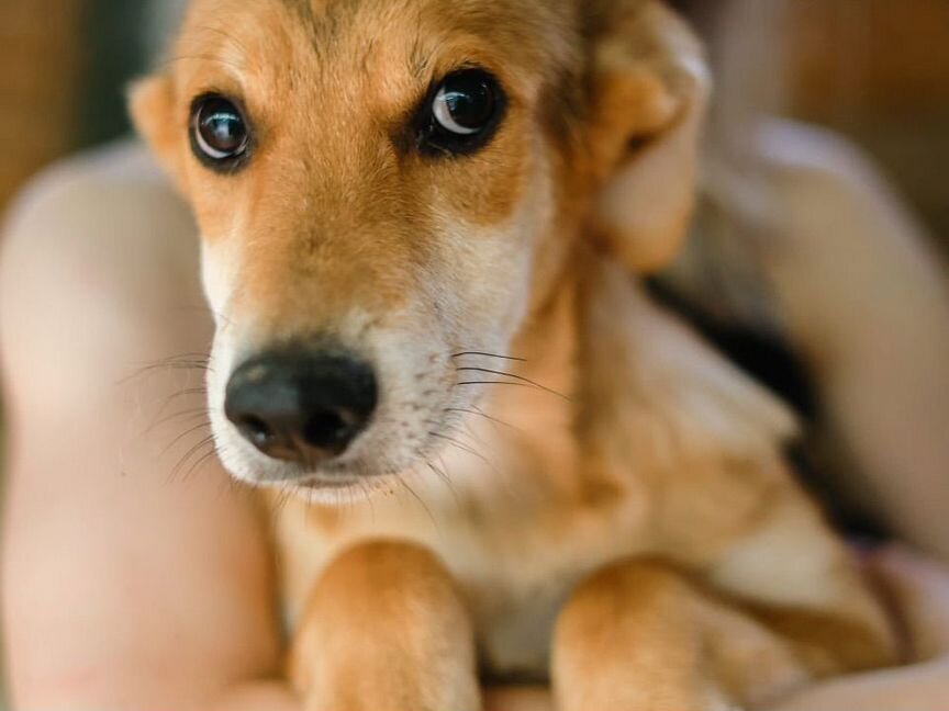 Крекер доверчивый щенок ищет дом