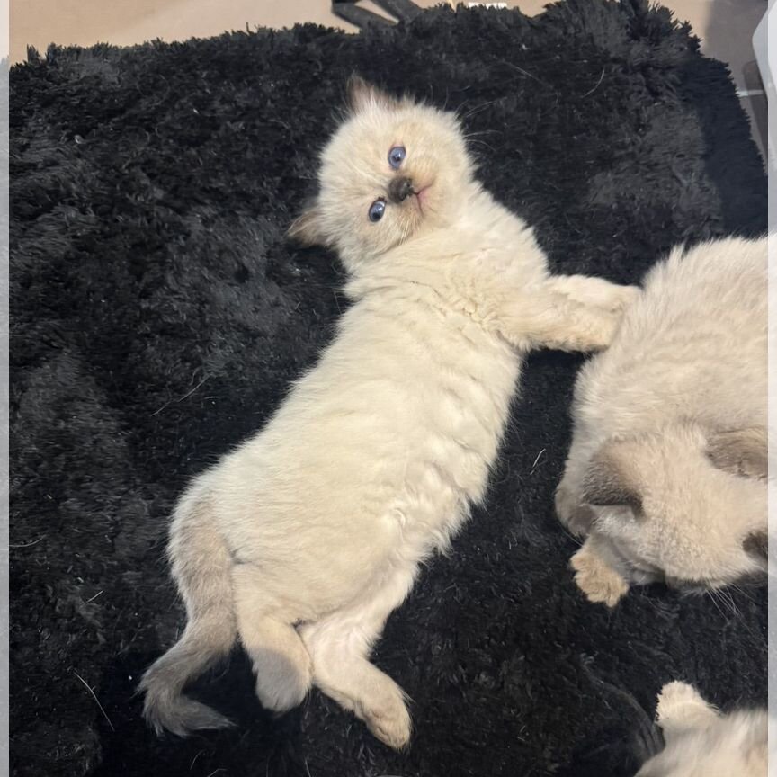 Рэгдолл котёнок