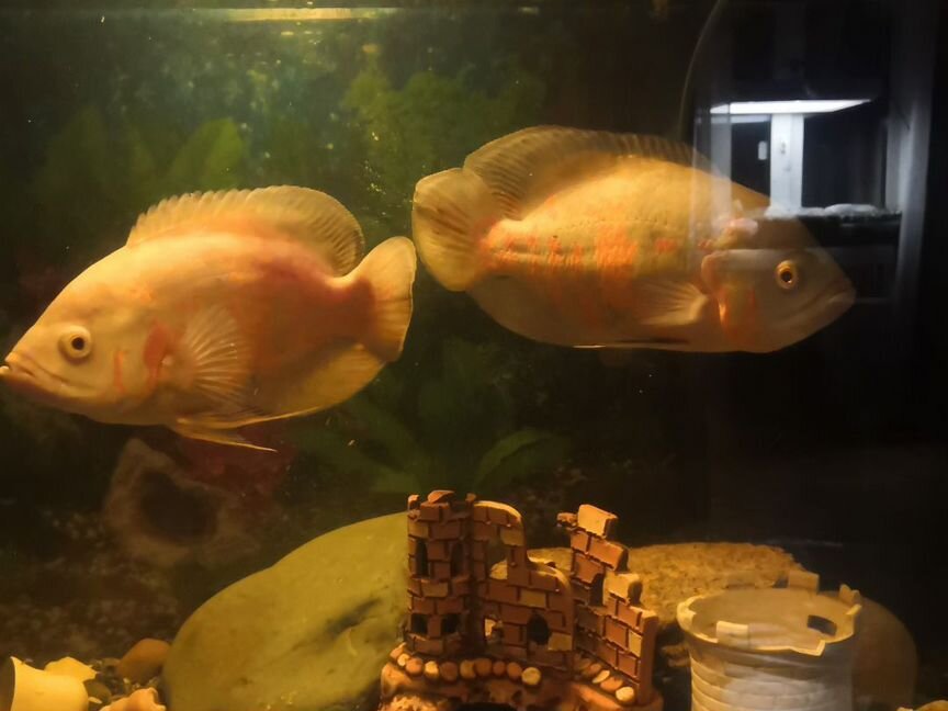 Астронотусы