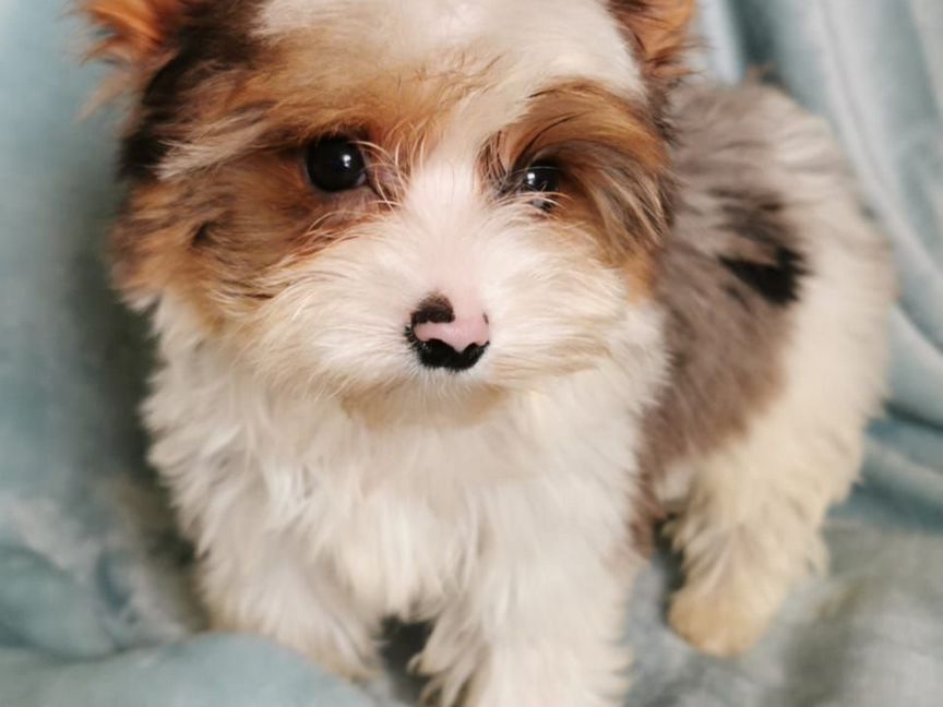 Бивер мальчик