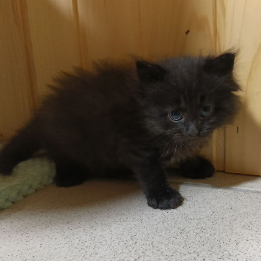 Котята в добрые руки бесплатно
