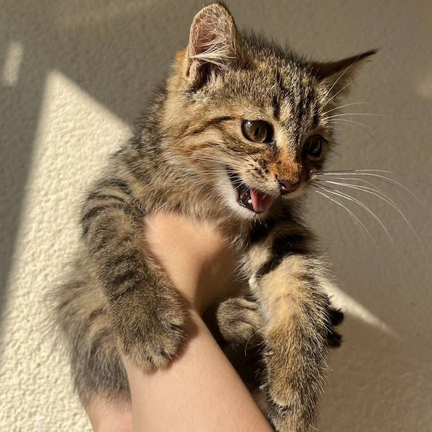 Котенок в добые руки